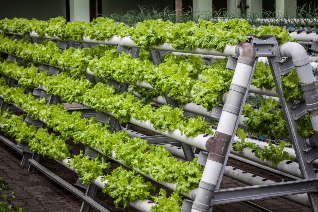 Cultivating a Green Revolution in Harare: Hydroponics and the Future of ...